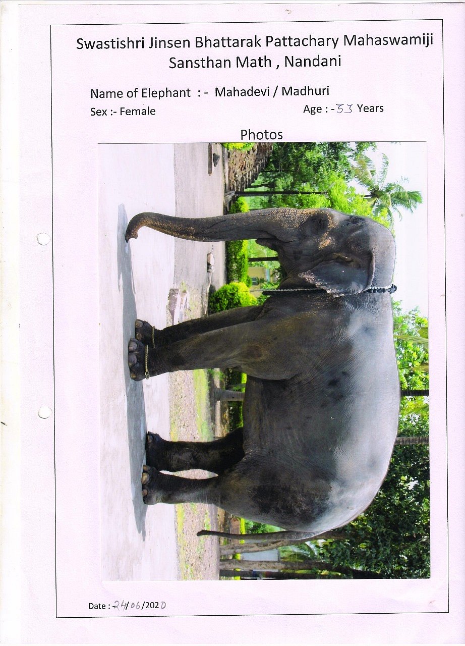 Bombay HC Stays Transfer Of Mahadevi Elephant From Kolhapur To Jamnagar