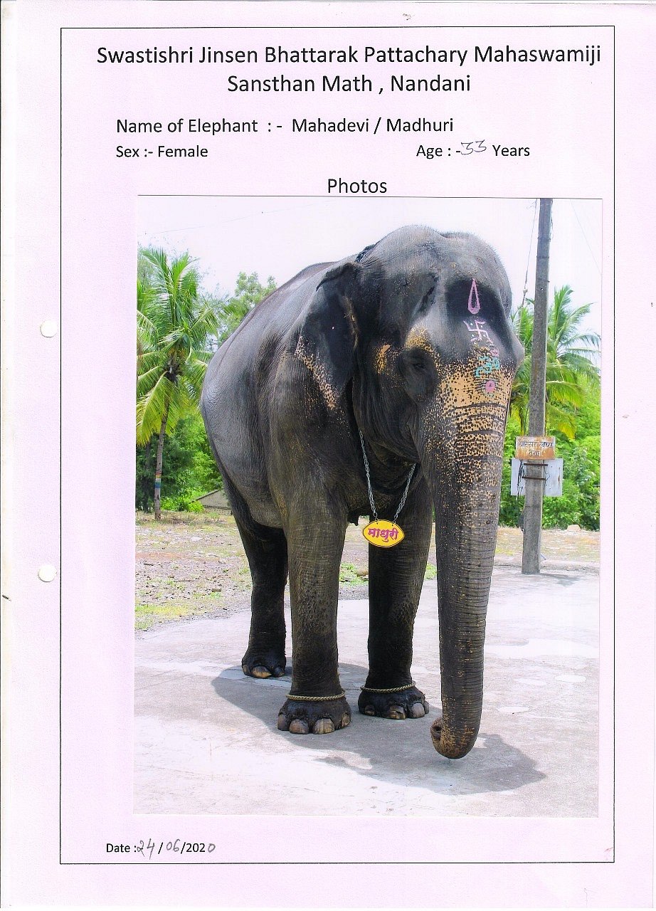 Bombay HC Stays Transfer Of Mahadevi Elephant From Kolhapur To Jamnagar