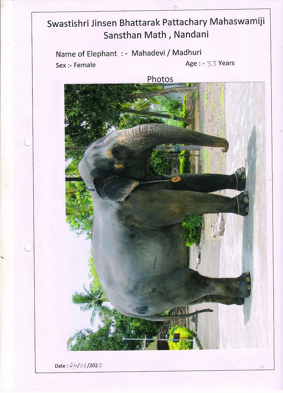 Bombay HC Stays Transfer Of Mahadevi Elephant From Kolhapur To Jamnagar