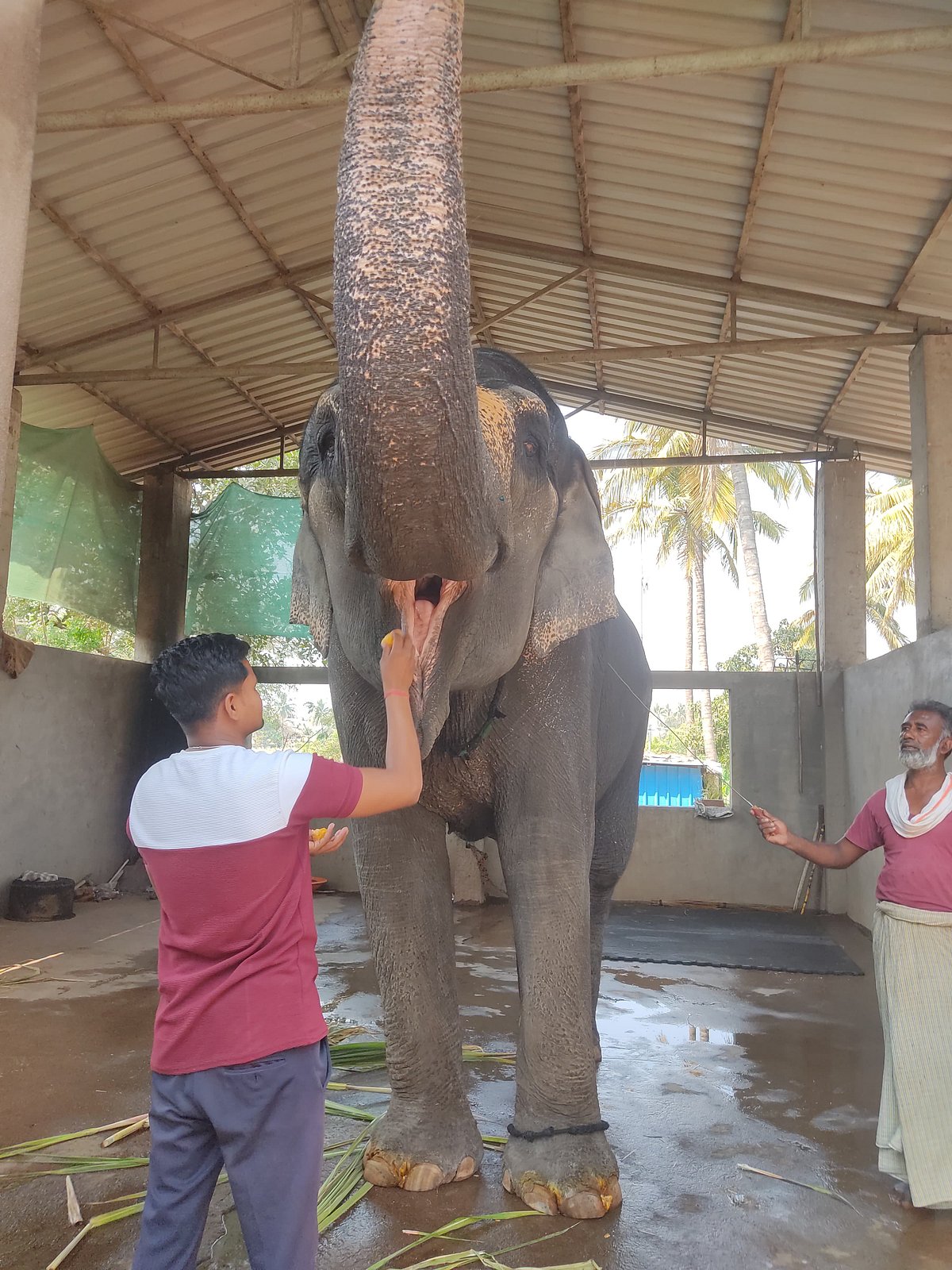 Bombay HC Stays Transfer Of Mahadevi Elephant From Kolhapur To Jamnagar