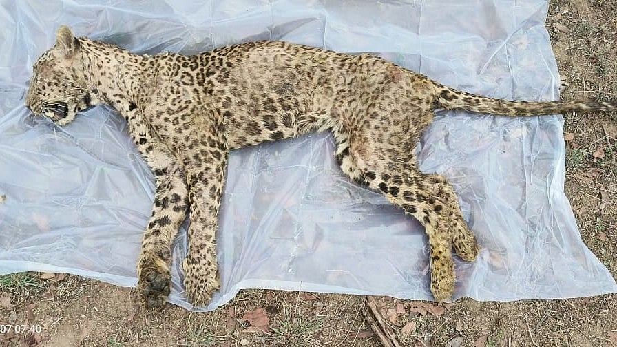 Bhopal: Leopard Dies Before Being Euthanised