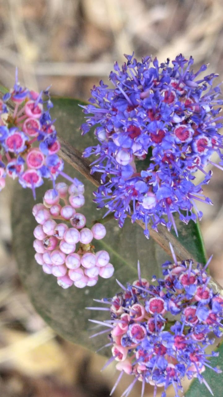 PHOTOS: Anjani Flowers Bloom In Vibrant Hues Across Satara Plateaus
