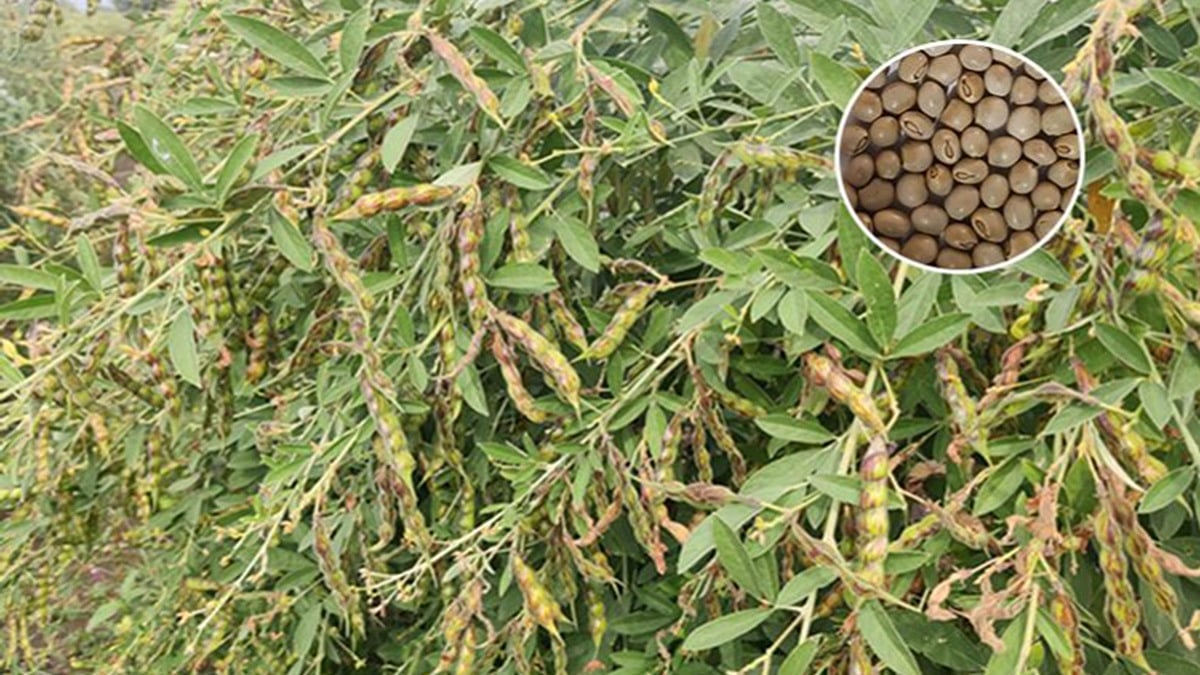 Boost Your Harvest With Fule Pushpa (Fule 144): A Medium-Duration, High ...