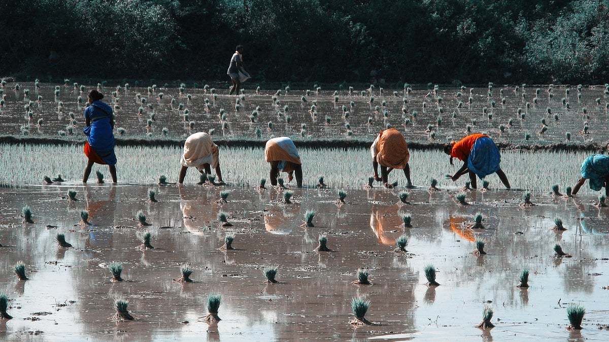 Asian Rice Market On Edge: India's Export Restrictions Propel Global Prices