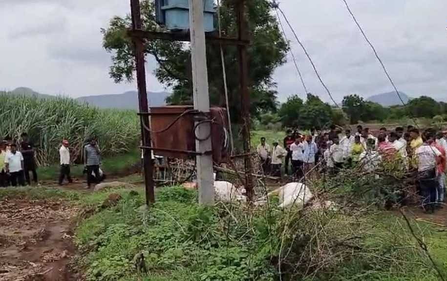 VIDEO: Electric Shock Kills Two Bullocks, Injures Three Farmers In ...