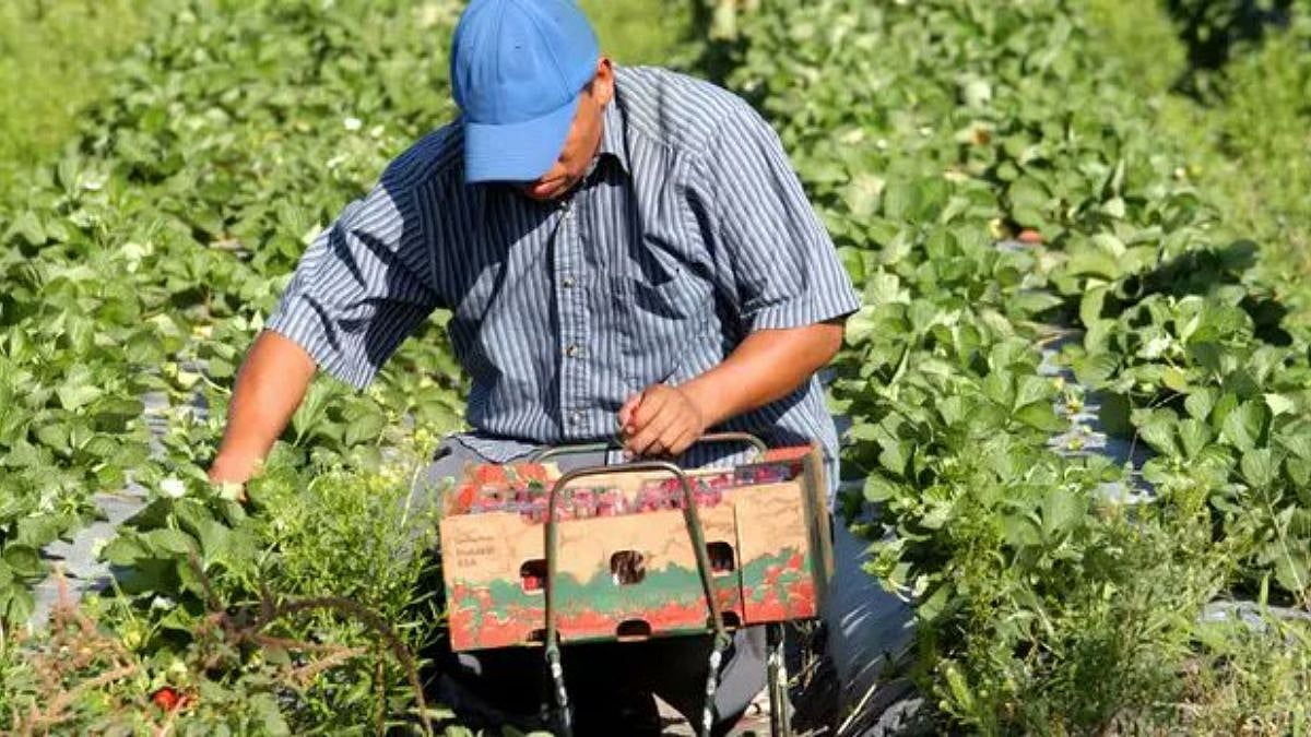 Indian Worker With Severed Arm Dies In Italy’s Latina After Being ...