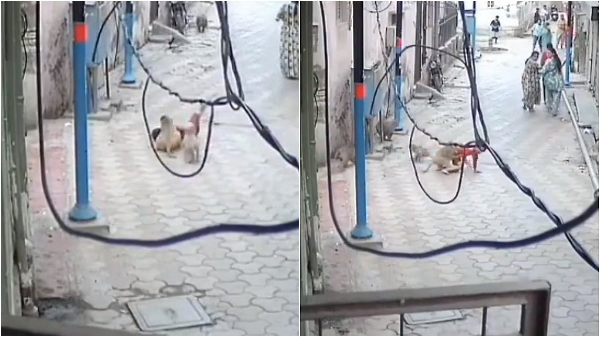 VIDEO: Monkeys Attack, Hit & Drag 5-Year-Old Boy Near Temple In UP's ...