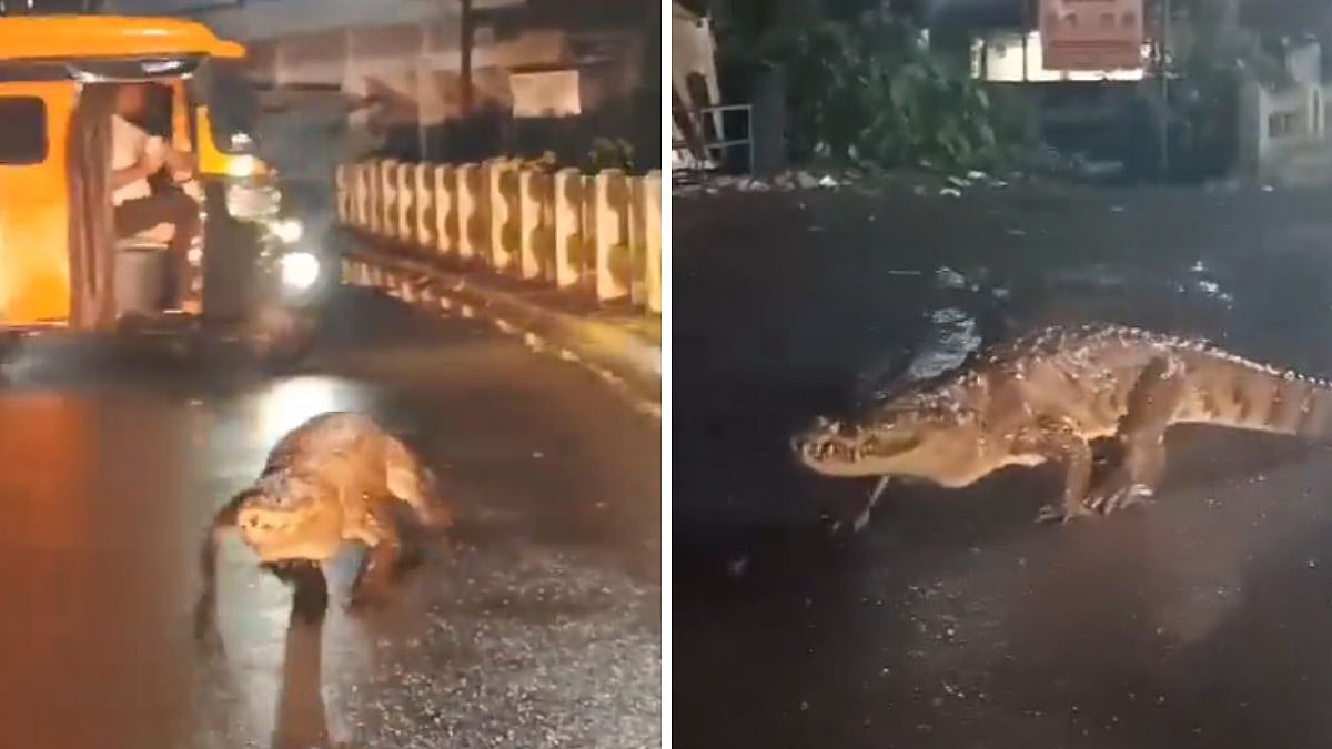 Viral Video: Massive Crocodile Ventures On City Road In Ratnagiri's Chiplun Causing Panic Among ...
