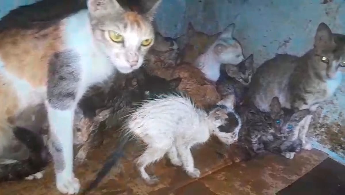 Thane Rains: Over 150 Cats Disappear From Shelter Home, Animal Lover ...