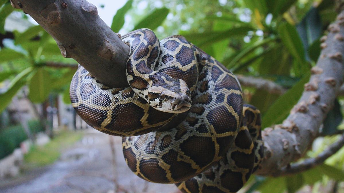 Disturbing Video! Woman Killed By 30-Ft Huge Python As She Steps Out ...