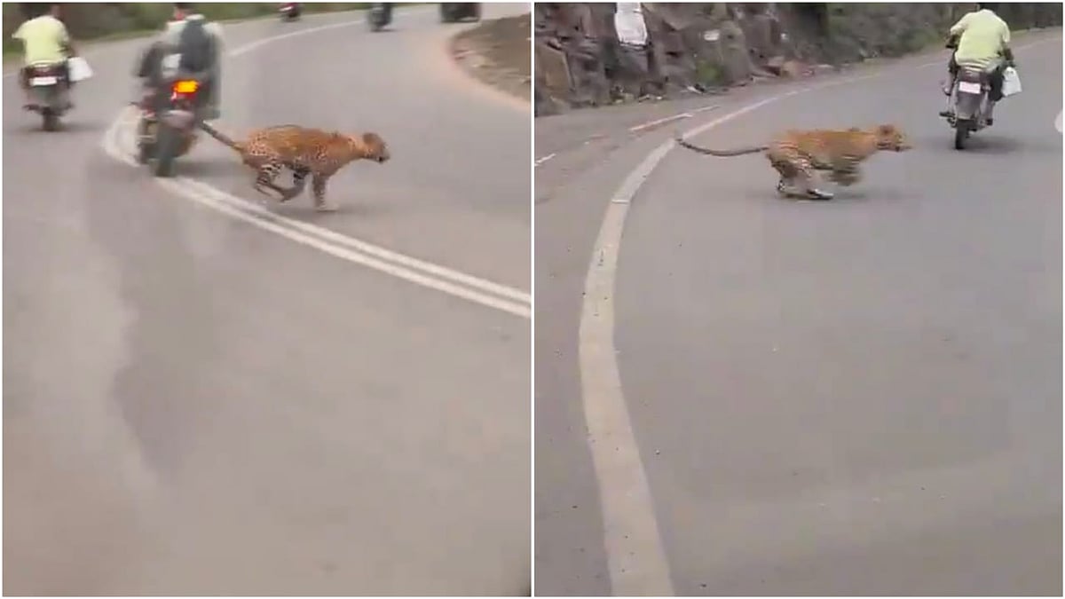 Attention Punekars! Be Cautious in Dive Ghat: VIDEO Captures Leopard ...
