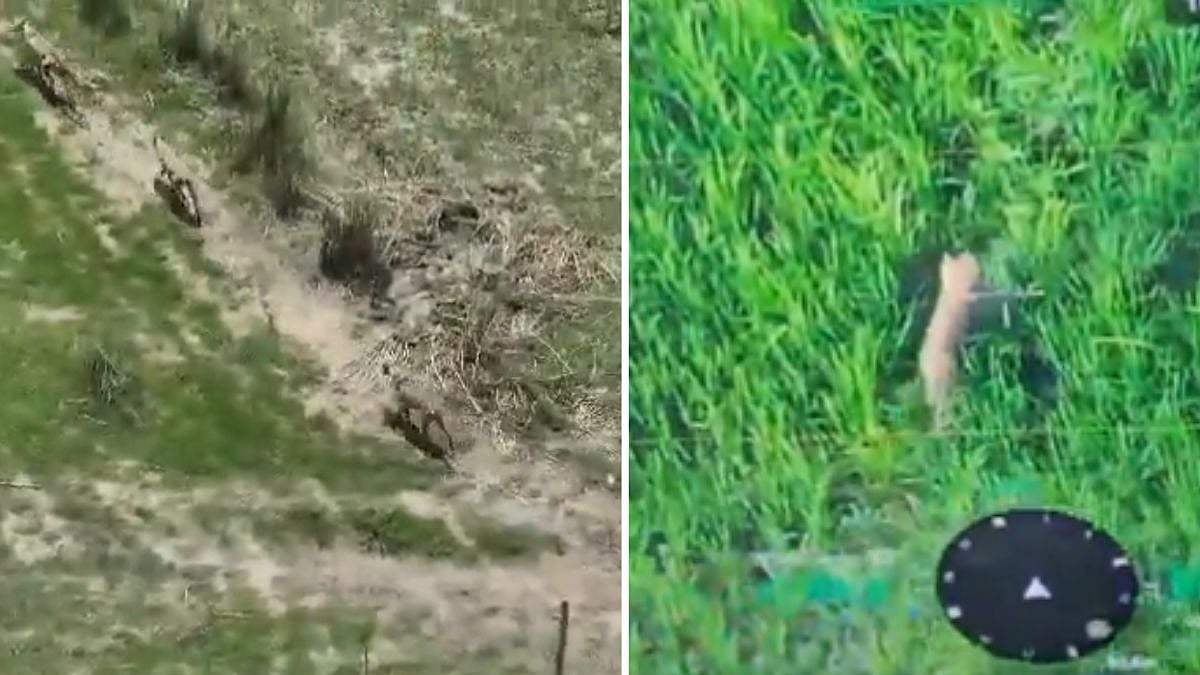 UP: Drone Footage Shows Man-Eating Wolves Prowling Bahraich Fields; 8 ...