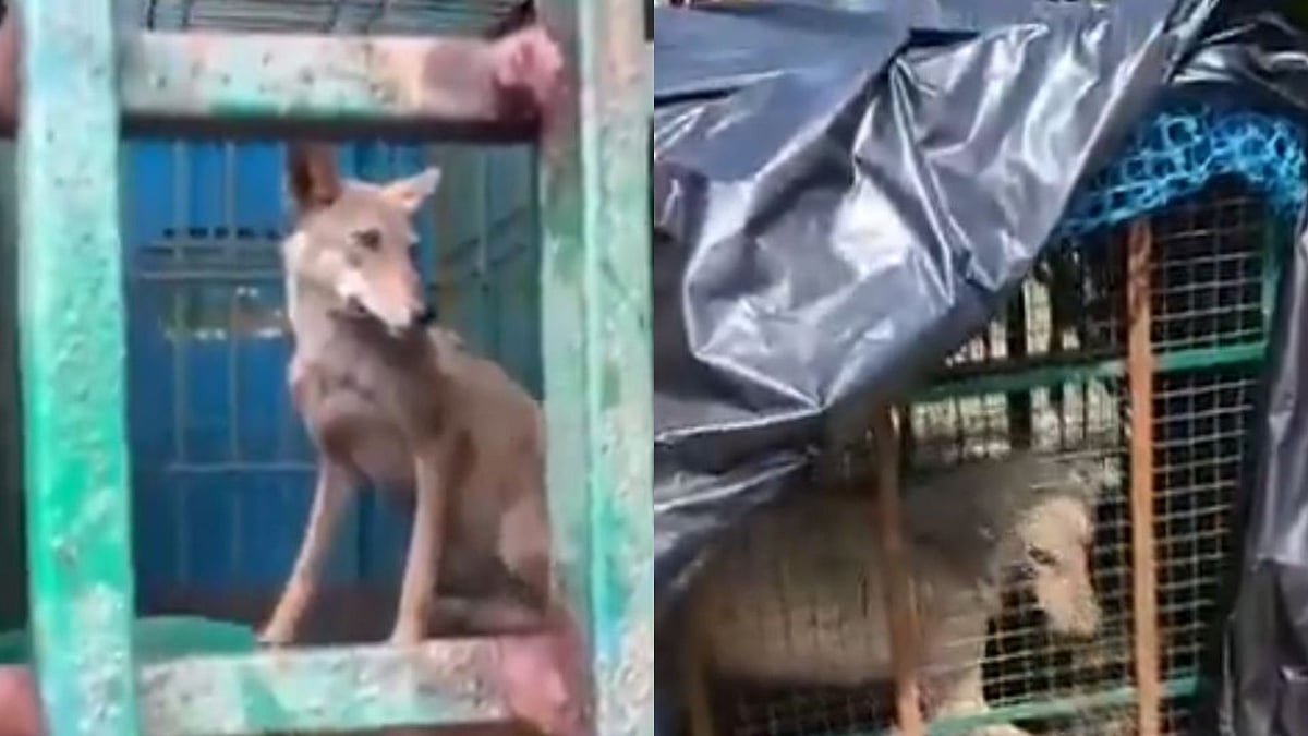 Video: 4th Wolf Captured In Bahraich; Forest Department Intensifies ...