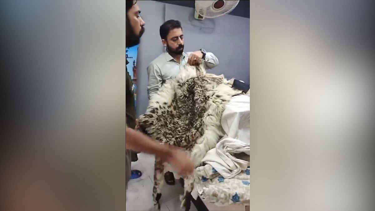 Pakistan: Man Arrested In Lahore For Selling Skin Of Endangered Snow ...