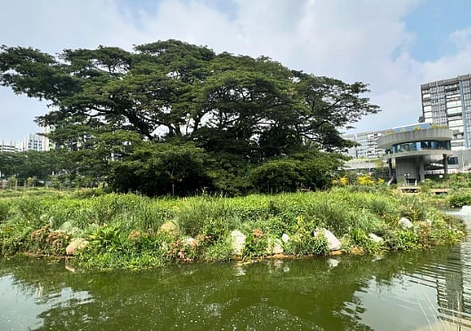 New Bidadari Park, Equal In Size To 18 Football Fields, Adds A Large ...