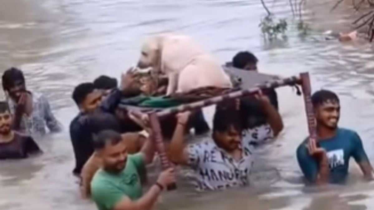 Gujarat Flood: Stranded Dog Rescued From Waterlogged Roads In Vadodara ...