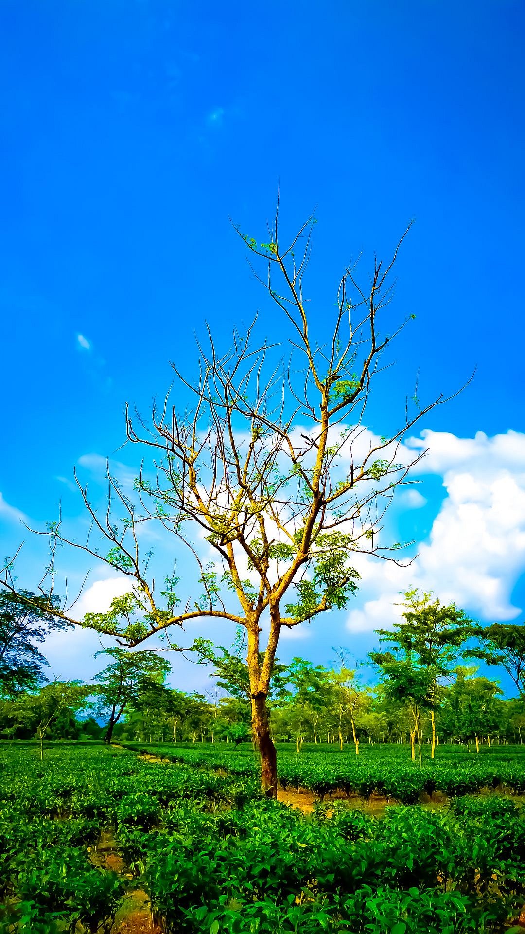 In Pics: 7 Must-Visit Places To Explore In Assam This Winter