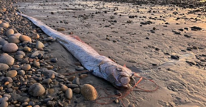 Mythical 'Doom Fish' Returns To California: Is It A Warning Of A ...