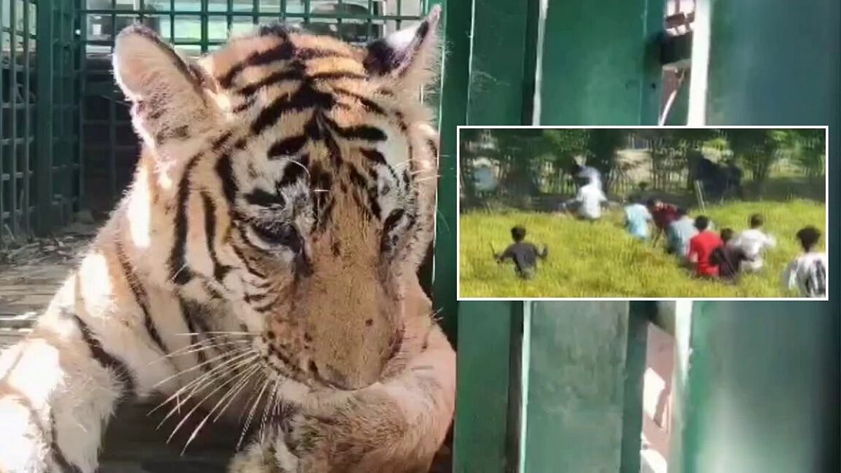 Assam: Female Tiger Loses One Eye As Video Shows People Throwing Stones ...