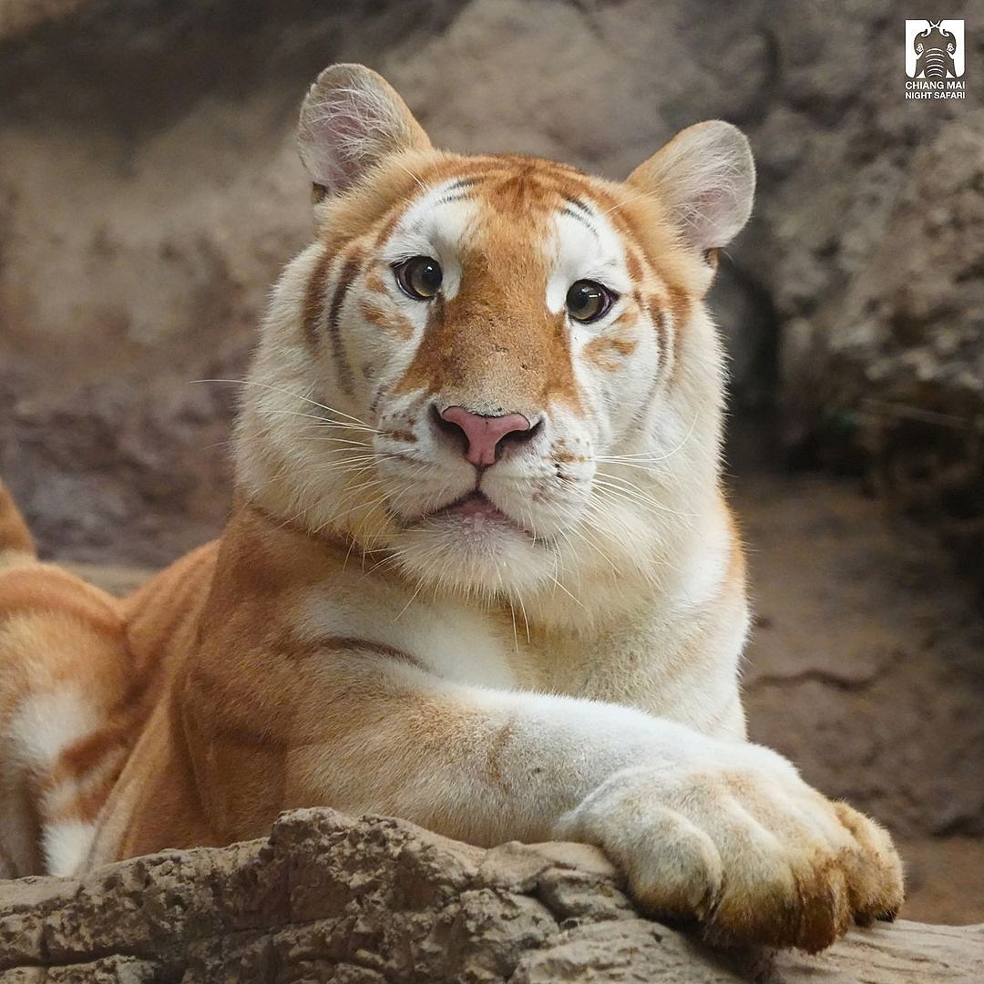Why 'Ava' The Tiger Has Become An Internet Sensation? See Pics