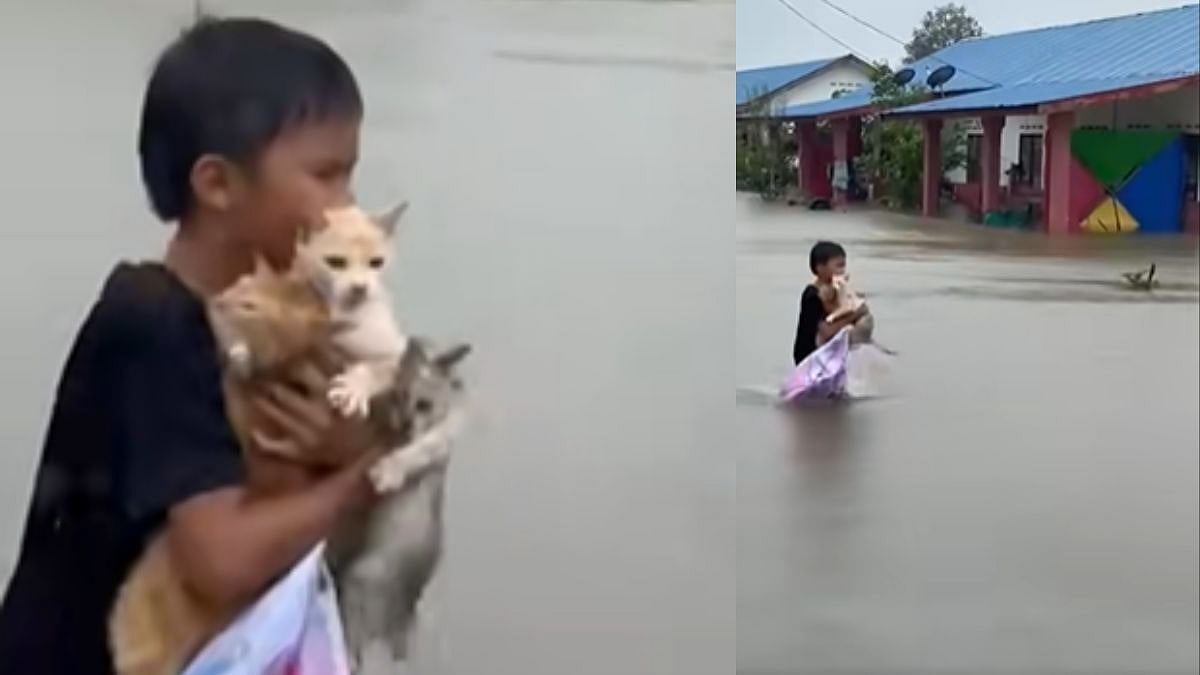 Flood In Malaysia: Kid Walks With 3 Stray Cats On Waterlogged Road ...