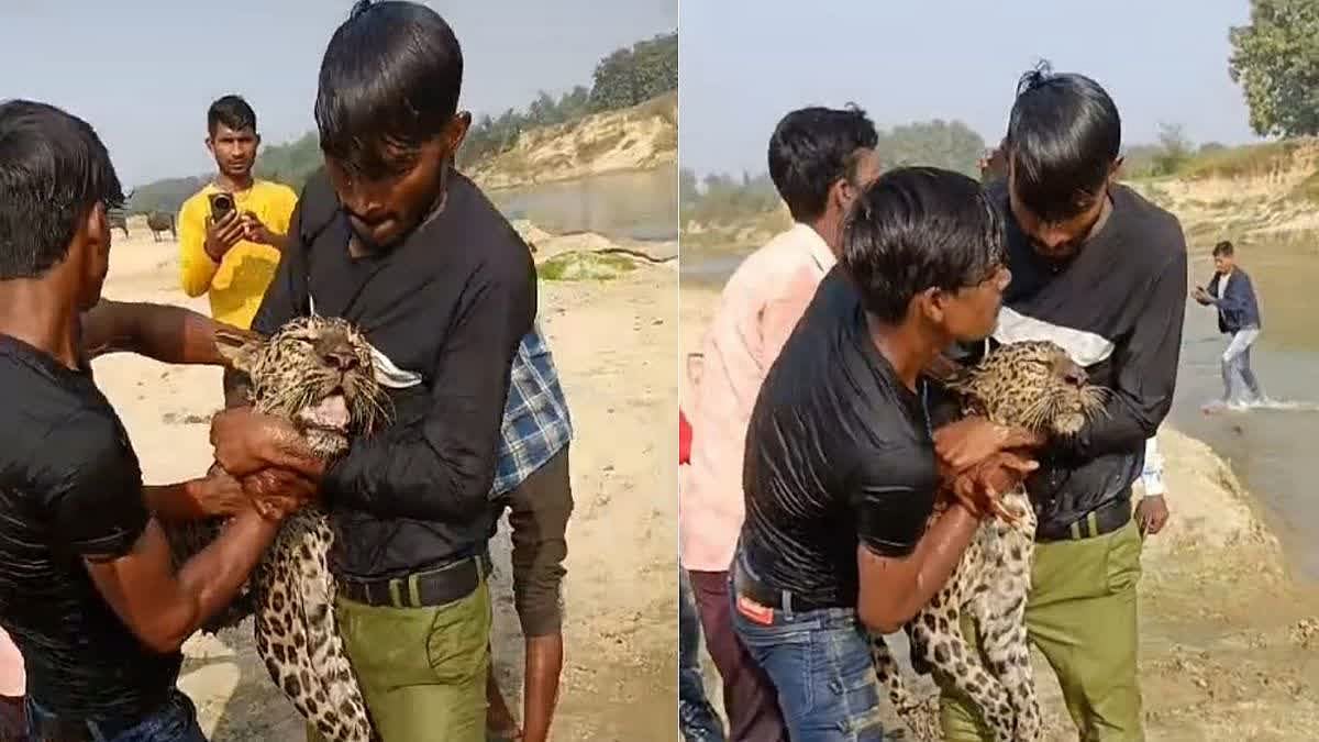 UP: Leopard Dies After Panicked Locals Nab & Strangle It In Maharajganj ...