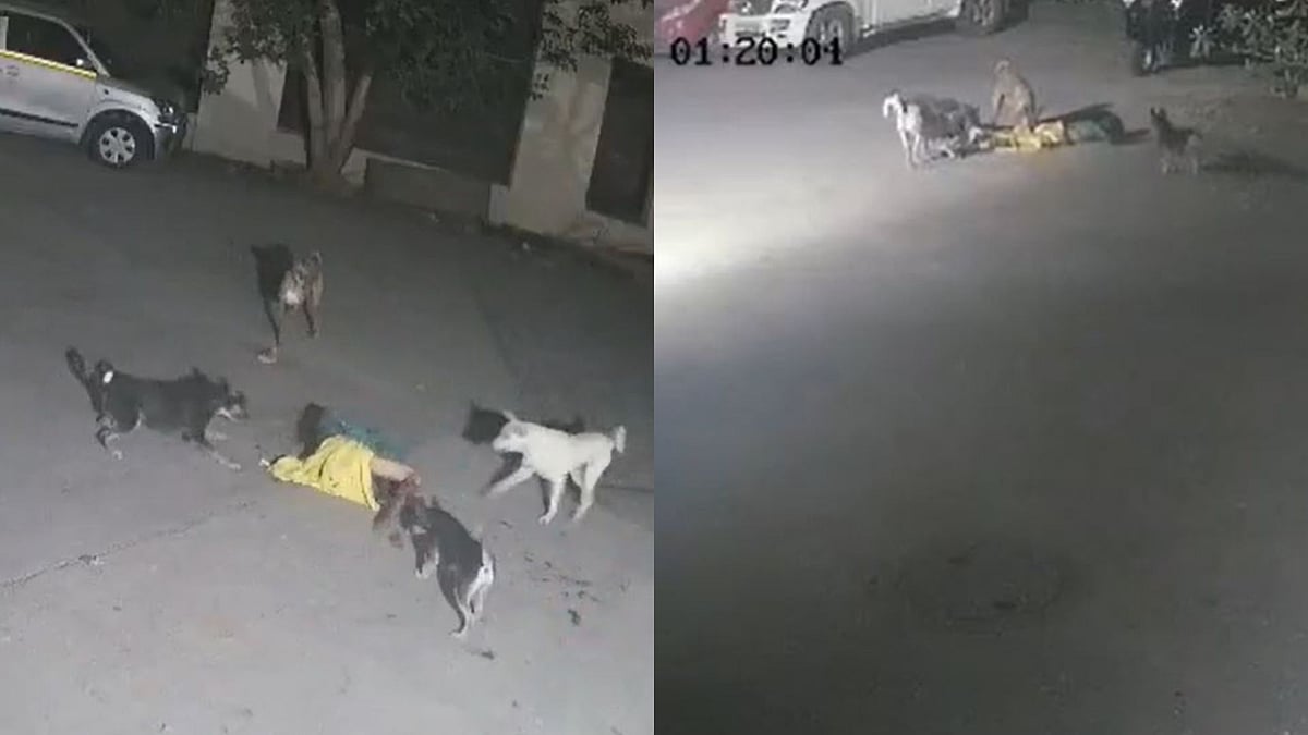 Thane: Pack Of Dogs Brutally Attacks Elderly Woman, Drags Her For Over ...