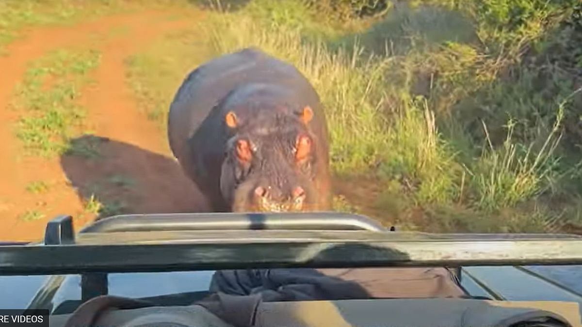 Chilling Video Of Hippo Angrily Running Behind Safari Vehicle In South ...