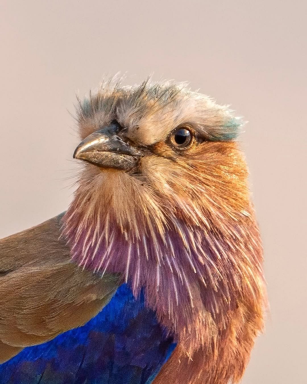 Astonishing 8-Coloured Rare Bird Captured By Photographer In South ...