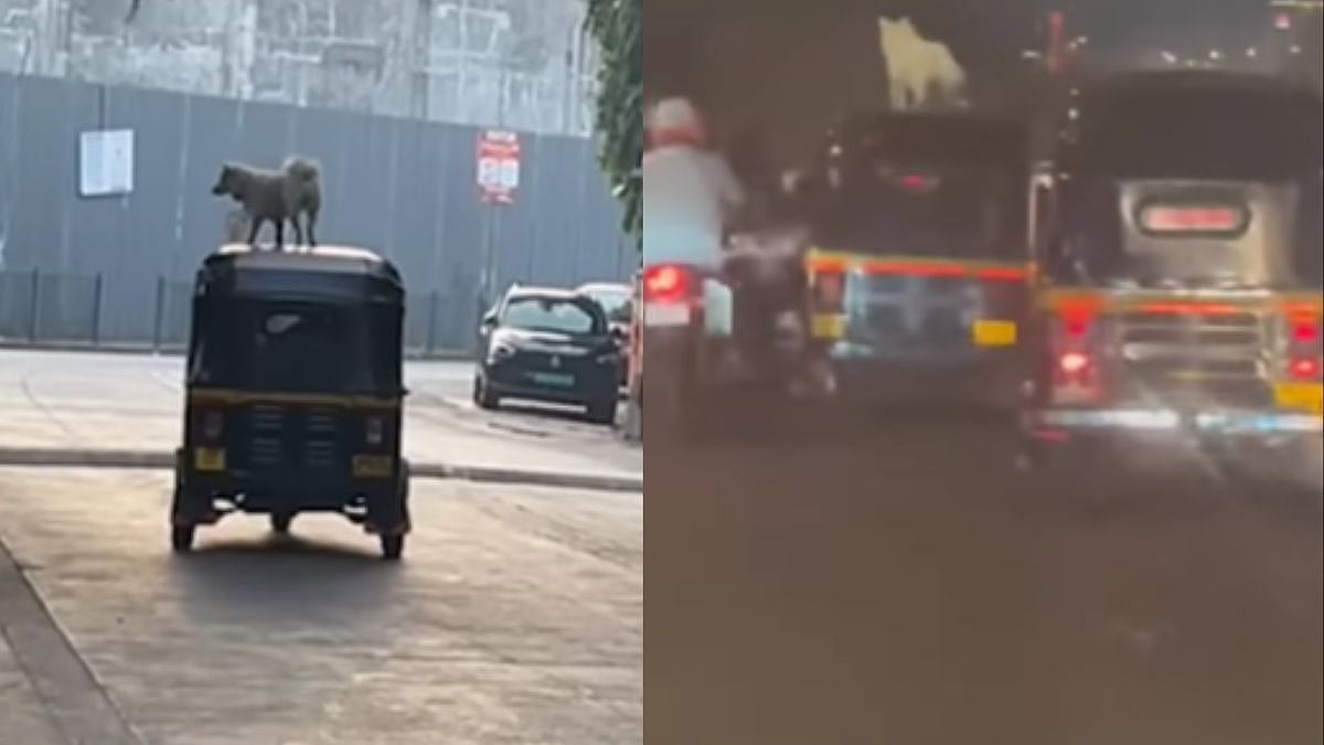 Mumbai: Dog Made To Travel On Auto Roof In Juhu; Concerned Animal ...