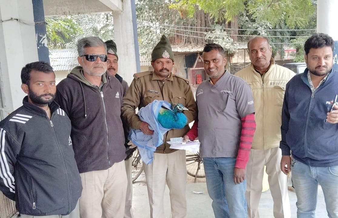 Rare Surgical Feat In Madhya Pradesh: Knell Inserted Into Peacock’s ...