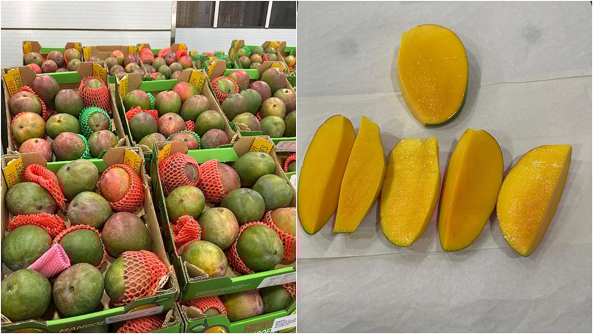 Navi Mumbai: Vashi APMC Market Receives First Supply Of Kent Mangoes From Malawi, South Africa