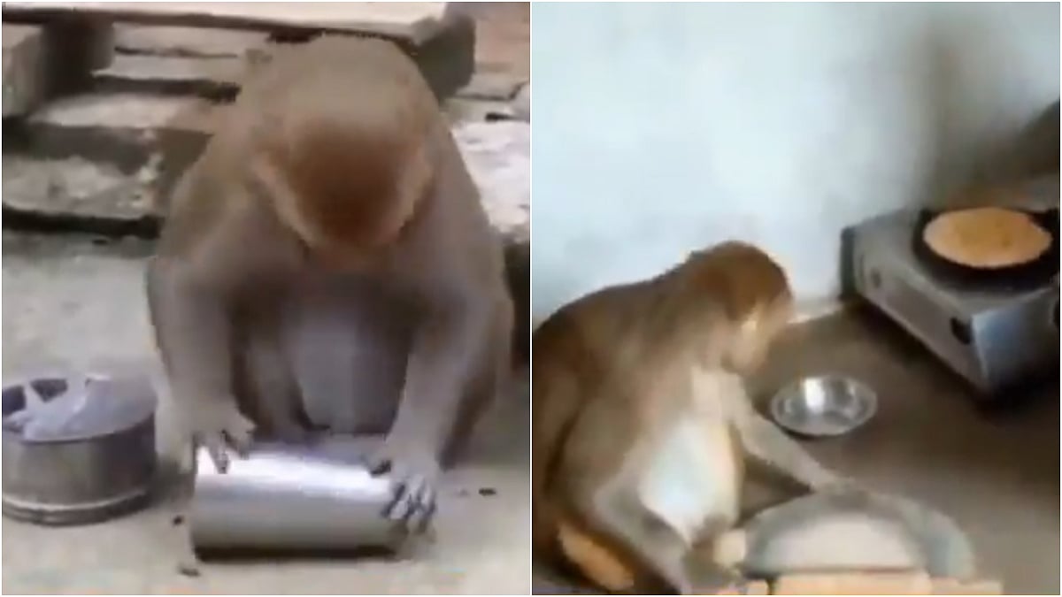 Meet Rani: The Social Media Star Monkey Who Rolls Chapatis And Washes ...