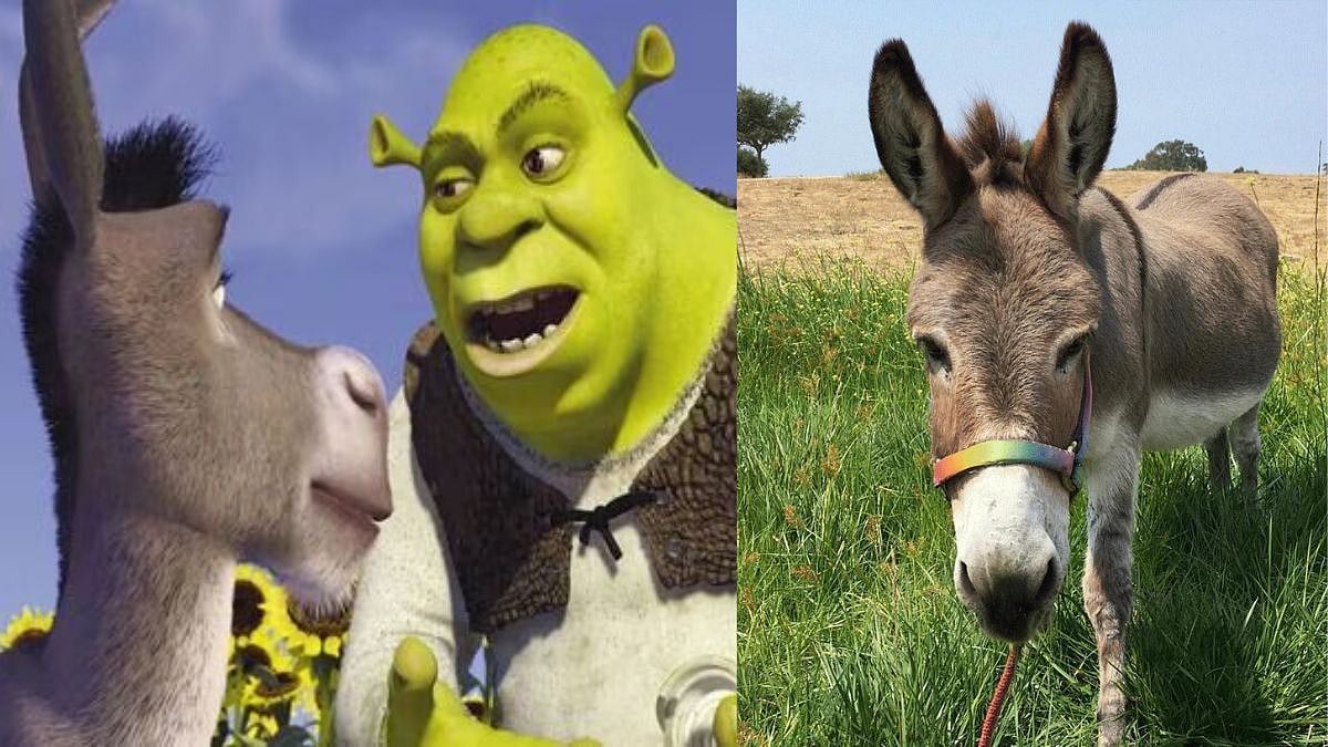 'RIP Perry': Netizens Flood Social Media With Shrek's Sidekick GIFs ...
