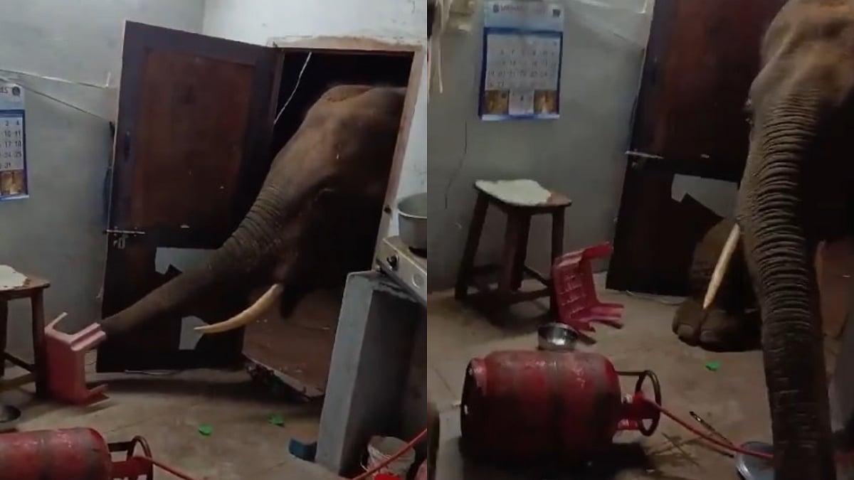 Terrifying! Wild Elephant Tries To Enter House In Search Of Food ...