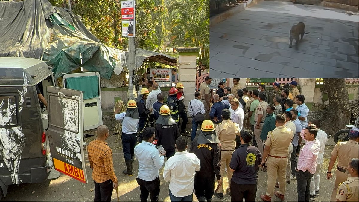 VIDEO: 2 Leopards Spotted In Pimpri-Chinchwad's Nigdi; 1 Caught After ...