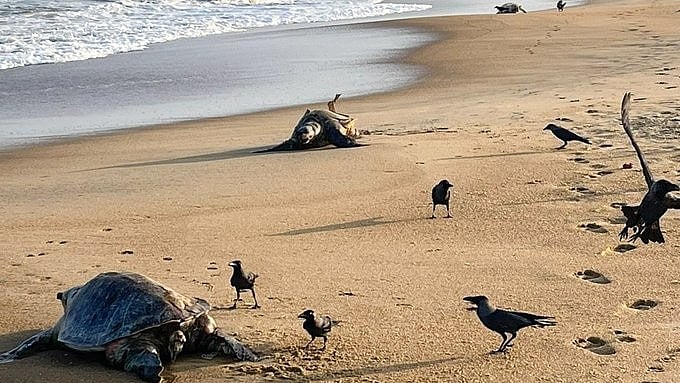 Tamil Nadu: More Than 1000 Sea Turtles Carcasses Wash Up To Shores ...
