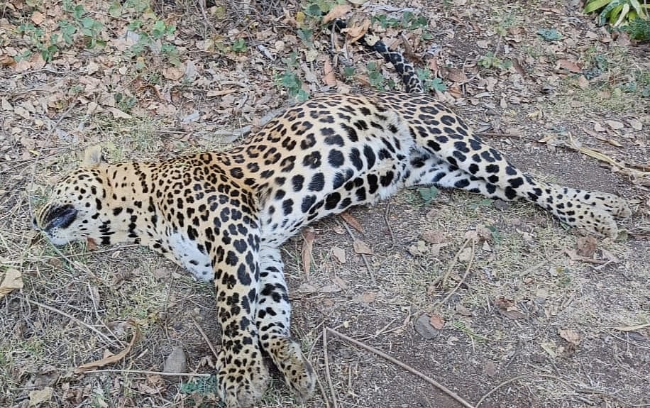 Dead Bodies Of Two Leopards Found In Nashik's Adgaon Shiwar ...