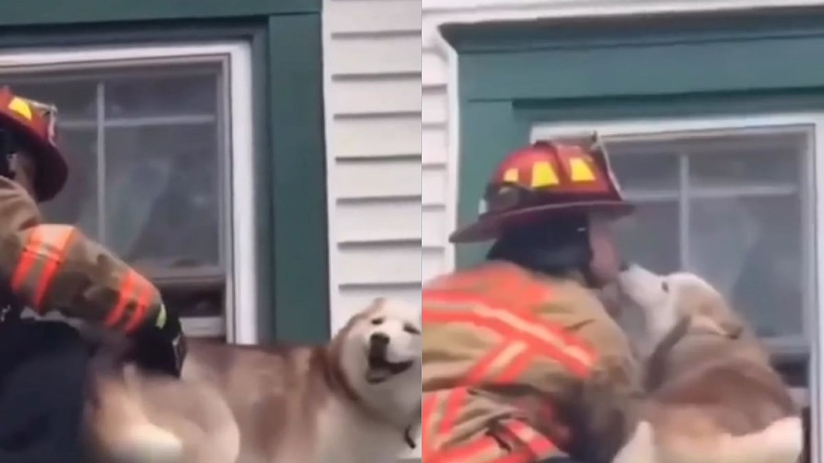 Husky Adorably Kisses Firefighter Who Rescued Him; Old Video Goes Viral ...