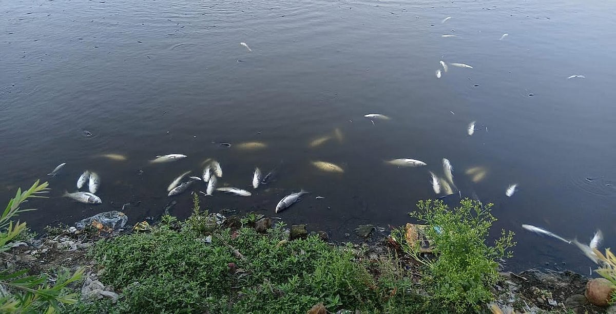 Fish found Dead In Bhopal's Shahpura Lake; MPPCB Blames BMC For Sewage ...