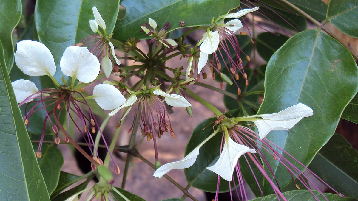 Palghar’s 80-Year-Old Varun Tree Blooms After Years, Showcasing Rare ...