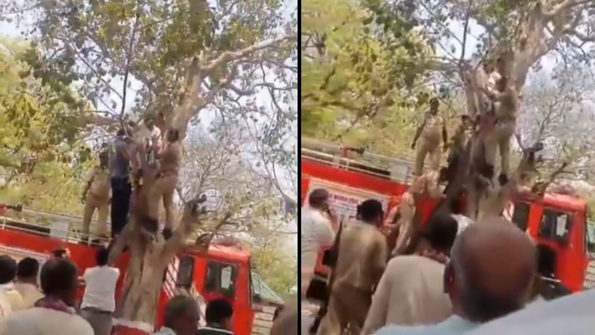 Elderly Woman Climbs Tree, Threatens To Commit Suicide After Mathura ...