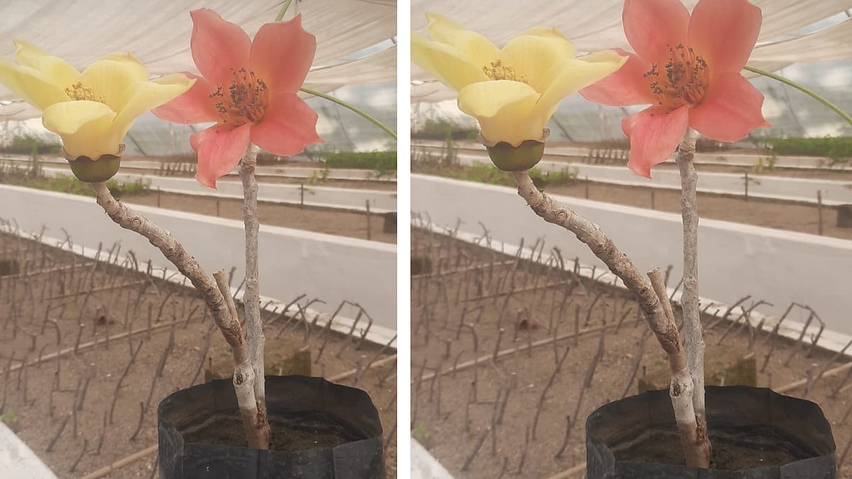 Madhya Pradesh: Single Semal Tree Grafted To Bear Yellow And Red Flowers