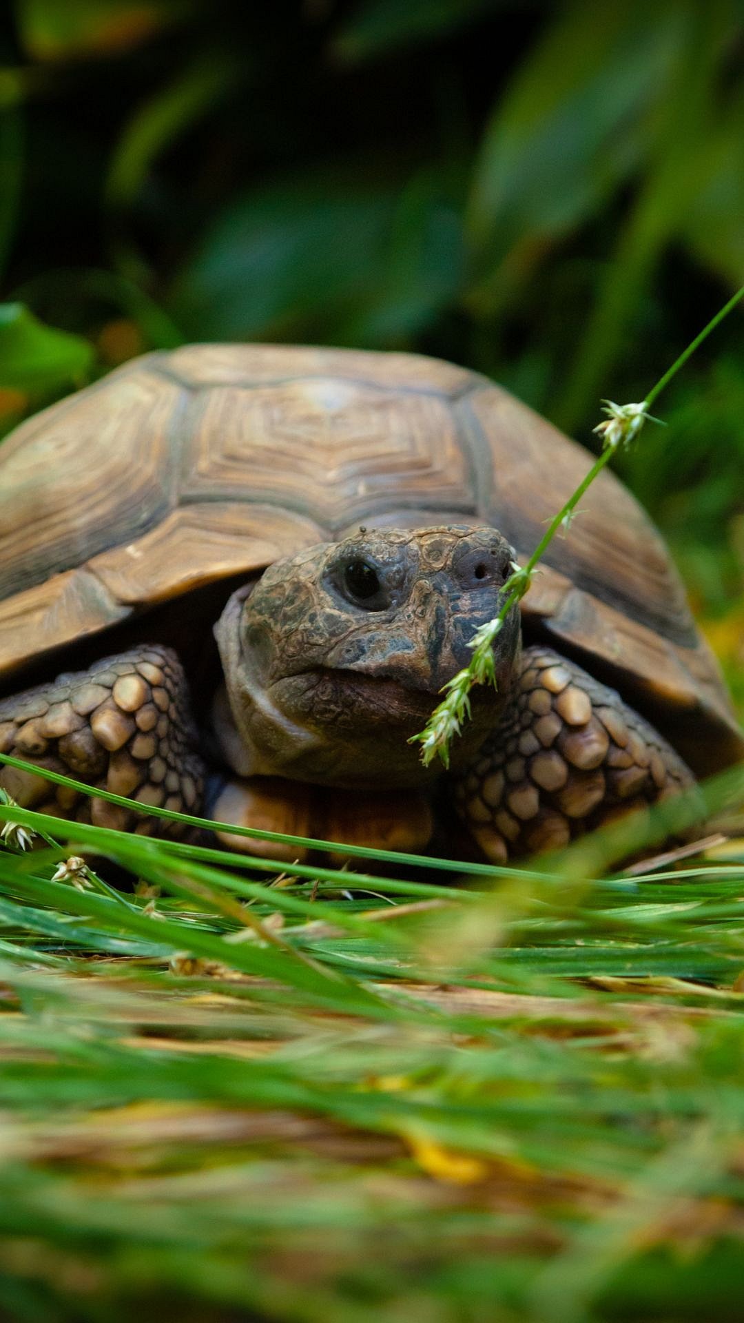 World Turtle Day 2025: Know Some Interesting Facts About Marine Reptiles