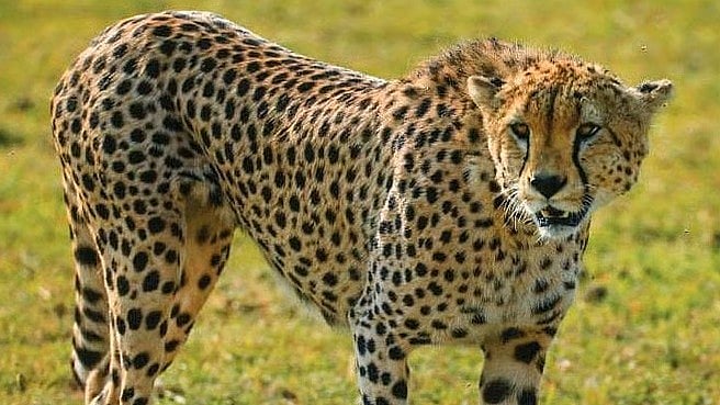 India In Talks With African Nations To Bring 30 More Cheetahs By Year-End