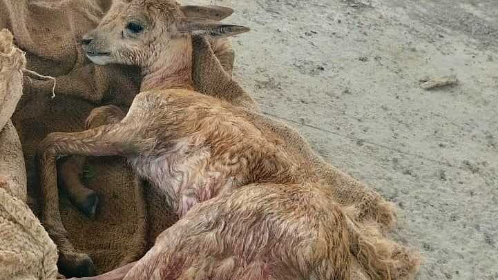 Stray Dogs Attack Wildlife In Chhatrapati Sambhajinagar: Injured Deer ...