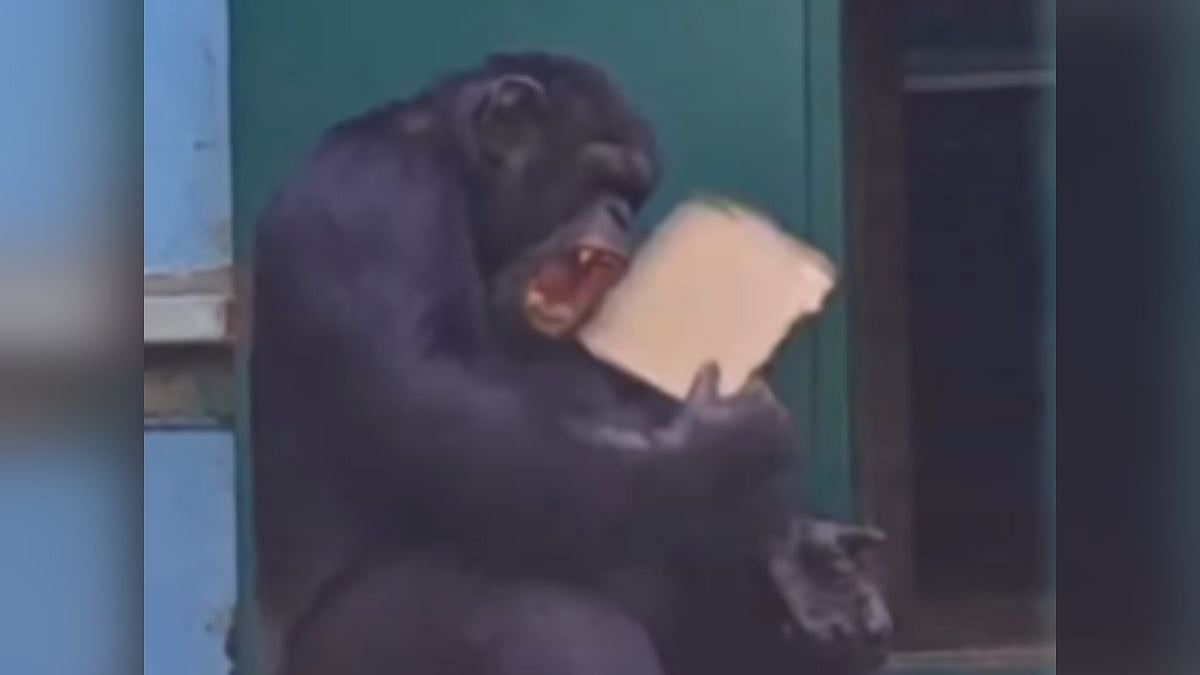 Viral Video: As Heat Wave Surges In China, Chimpanzee Seen Beating ...