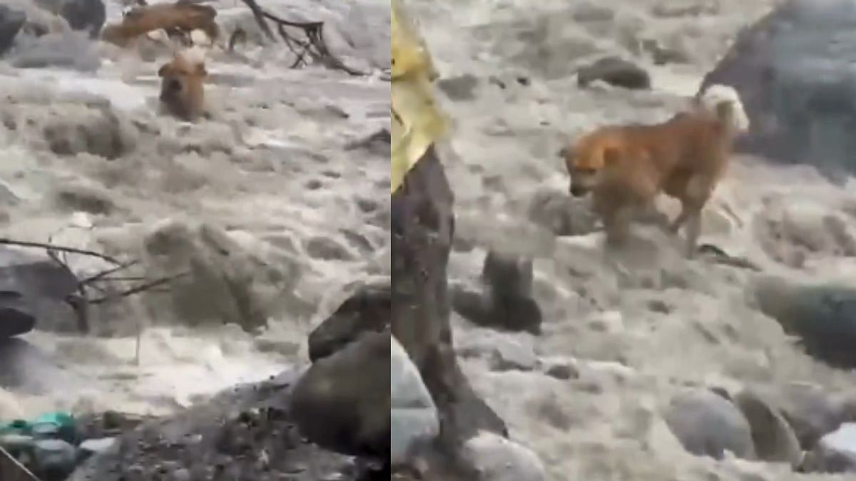 Viral VIDEO Shows Dog’s Desperate Fight for Survival In Flooded Manali ...
