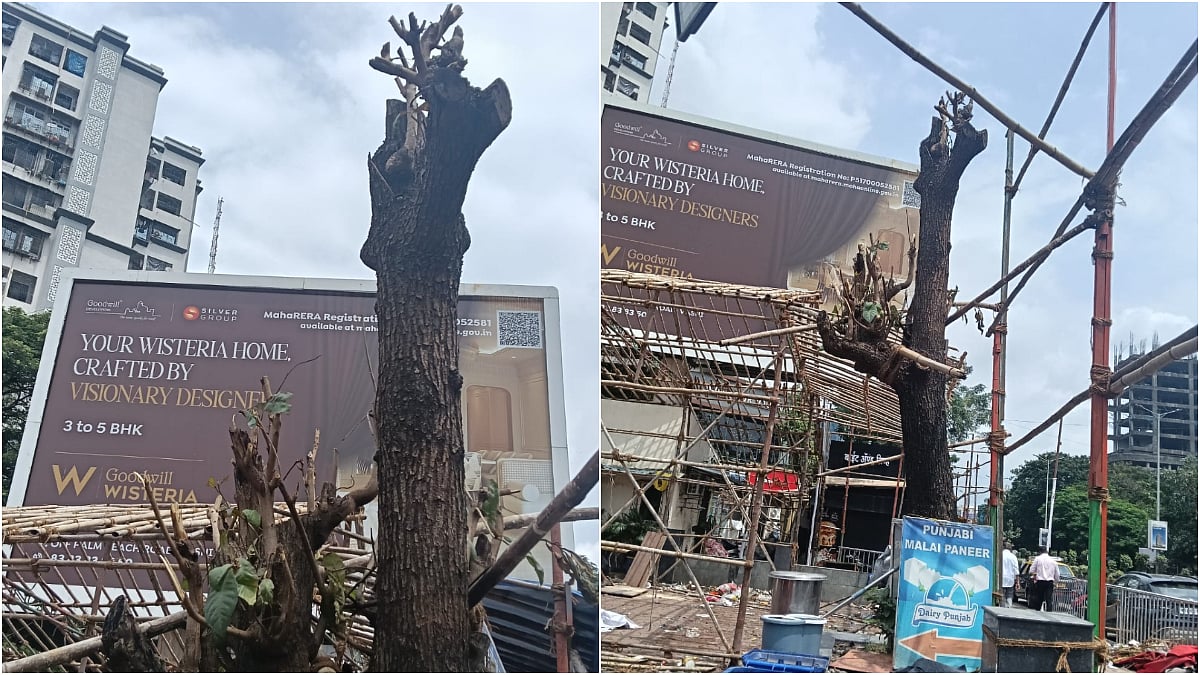 Navi Mumbai News: NMMC Orders Probe After Almond Tree Repeatedly ...