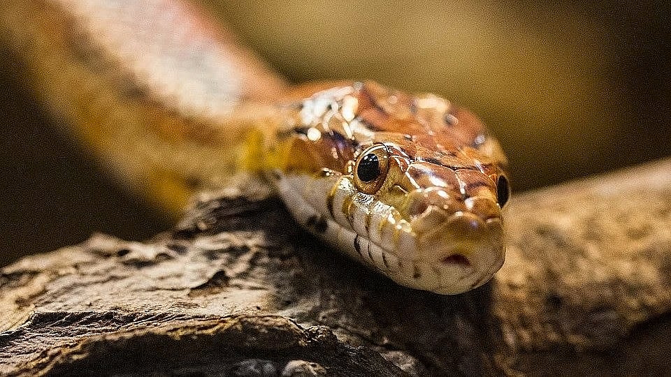 Simple Housing Change Improves Snake Welfare And Anti-Venom Quality ...